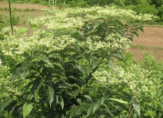 Tác dụng của cây đắng cảy là gì? Lạ miệng với món rau đắng cảy