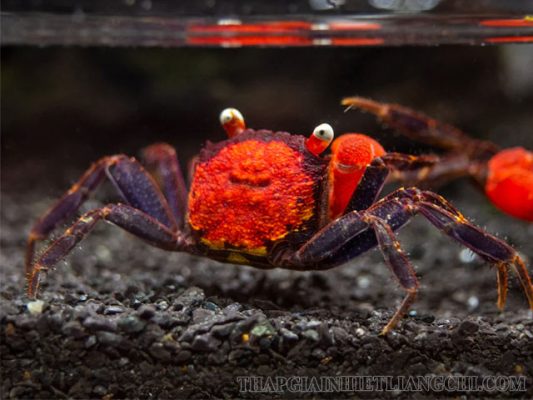 Động vật giáp xác là gì? Đặc điểm của các loài giáp xác