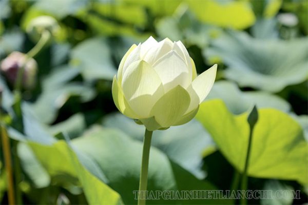 Vô vi là gì trong Phật giáo và tư tưởng vô vi của Lão tử
